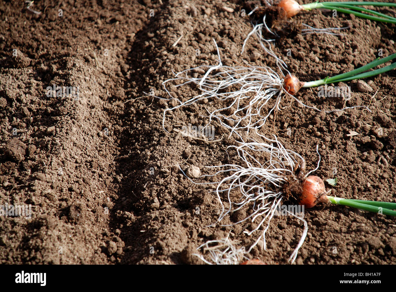 Onions ready for planting Stock Photo - Alamy