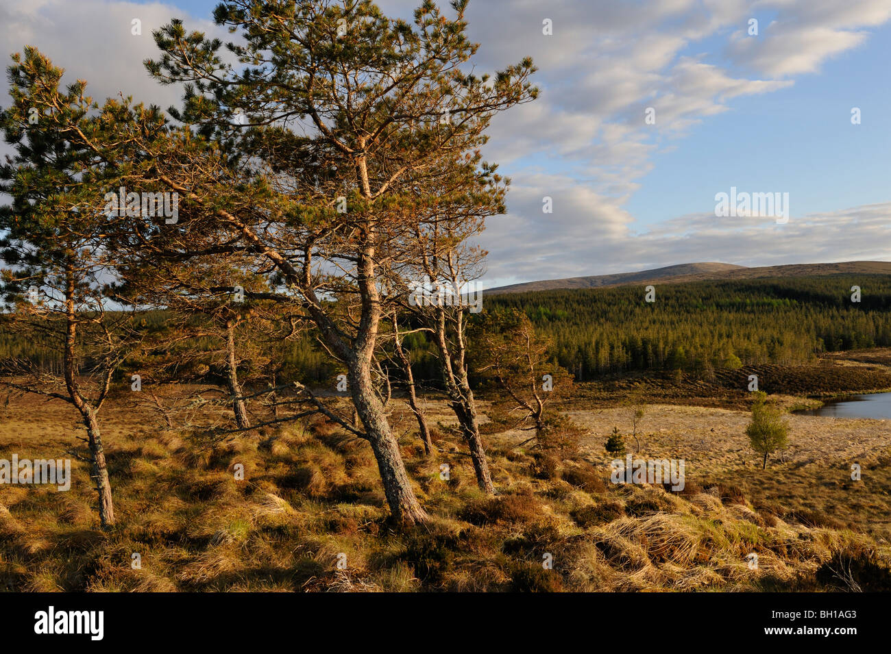 Evening light on landscape with pine-trees and distant conifer woodland ...