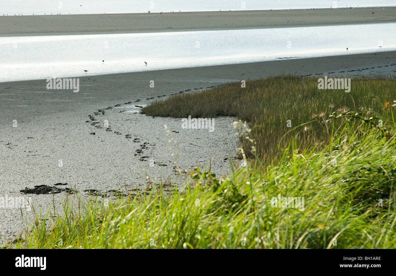 Footprints in mud on Taw estuary, Barnstaple, Devon UK Stock Photo - Alamy