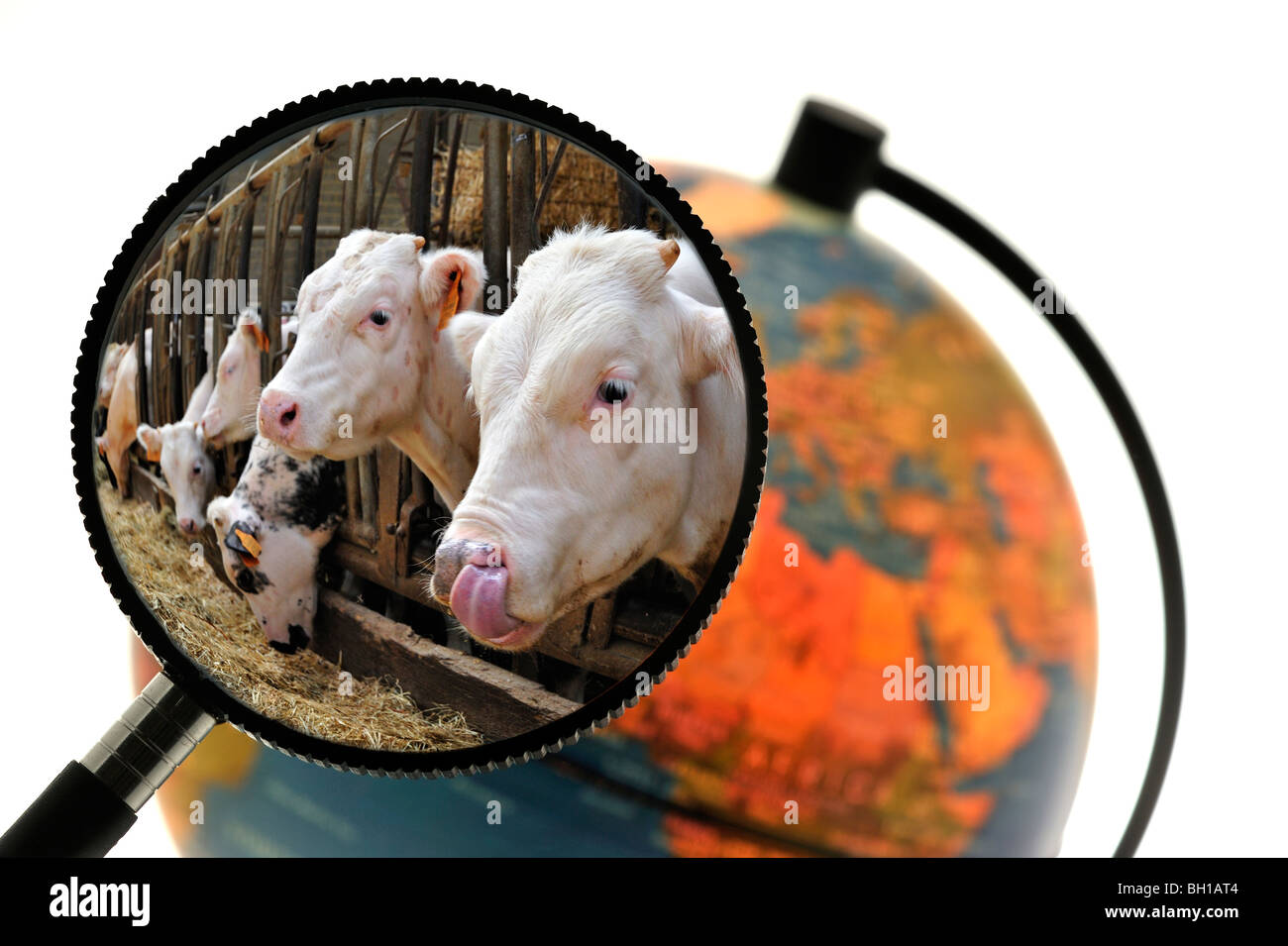 Cows in cattle breeder's cowshed seen through magnifying glass held ...