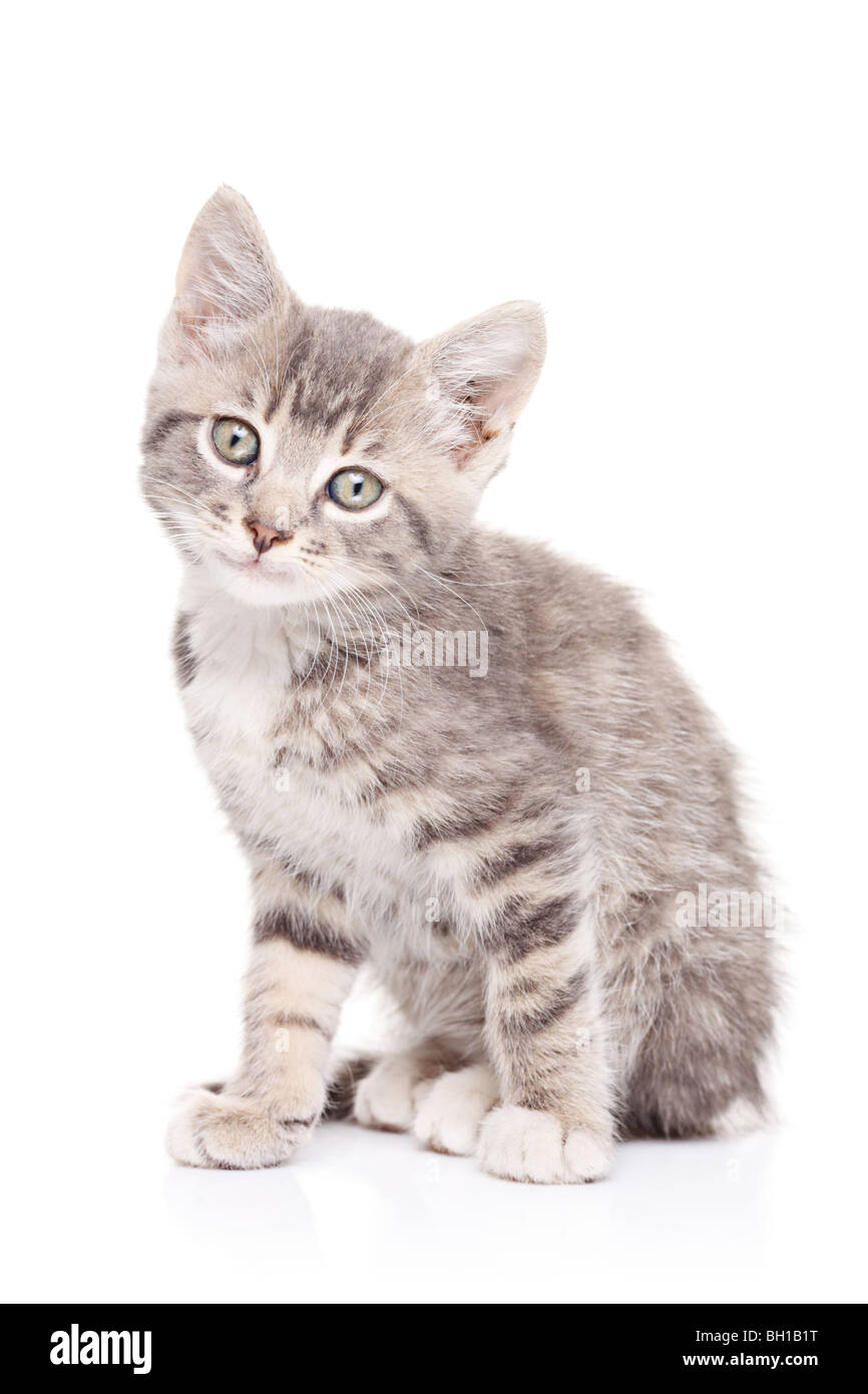 Grey white curious cat Cut Out Stock Images & Pictures - Alamy
