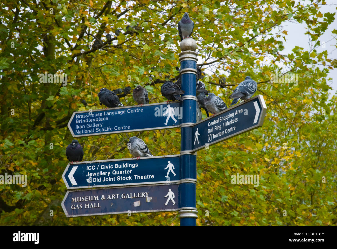Signpost wit pigeons central Birmingham England UK Europe Stock Photo ...