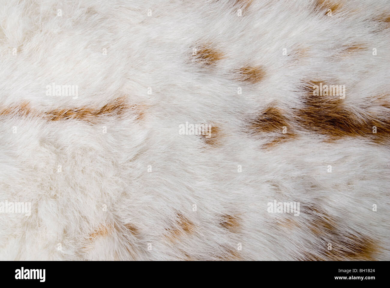 Rabbit fur hi-res stock photography and images - Alamy