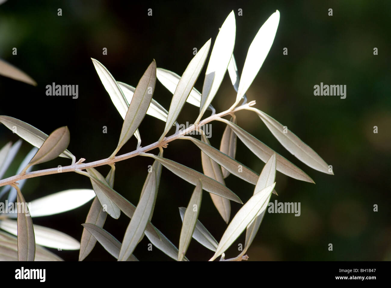 Olive leaves olive tree Stock Photo - Alamy