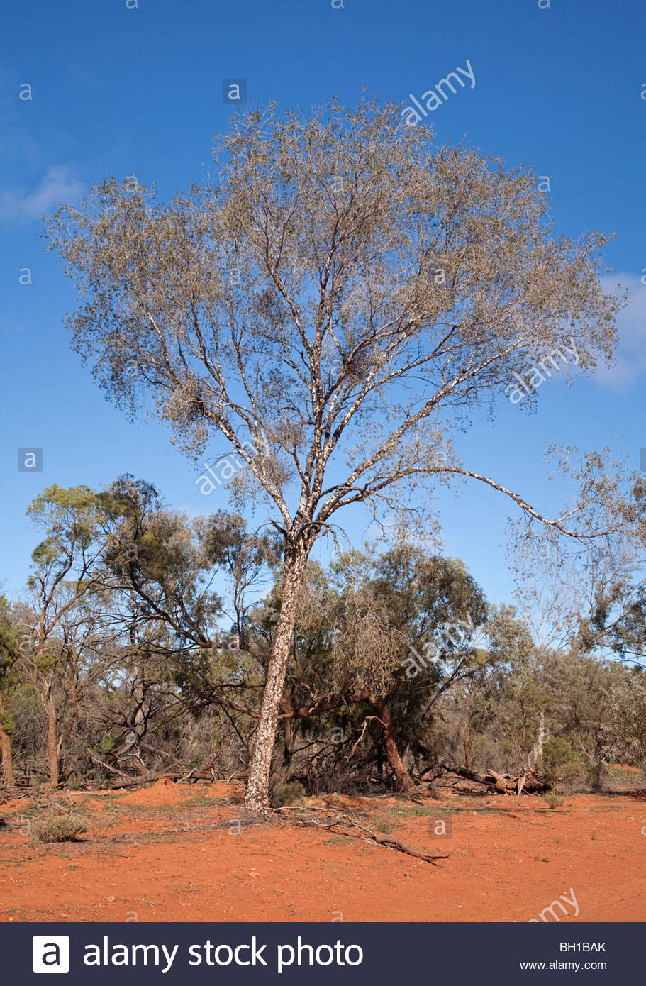 Flindersia Stock Photos & Flindersia Stock Images - Alamy