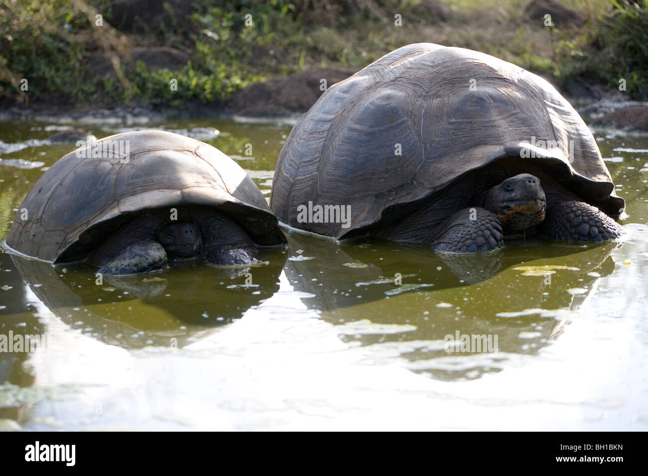 Galapagos tortoises relaxing in a pool of water Stock Photo - Alamy