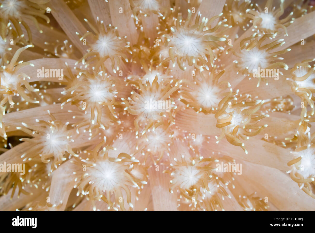 Flower pot coral polyps, Sarcophyton sp., Bunaken Marine Park, Sulawesi ...