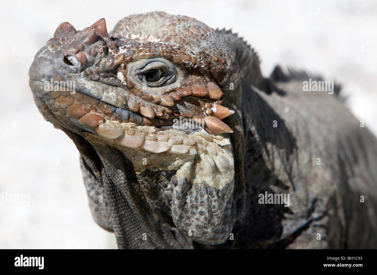 Rhinoceros Iguana, Lago Enriquillo, southwest Dominican Republic Stock ...