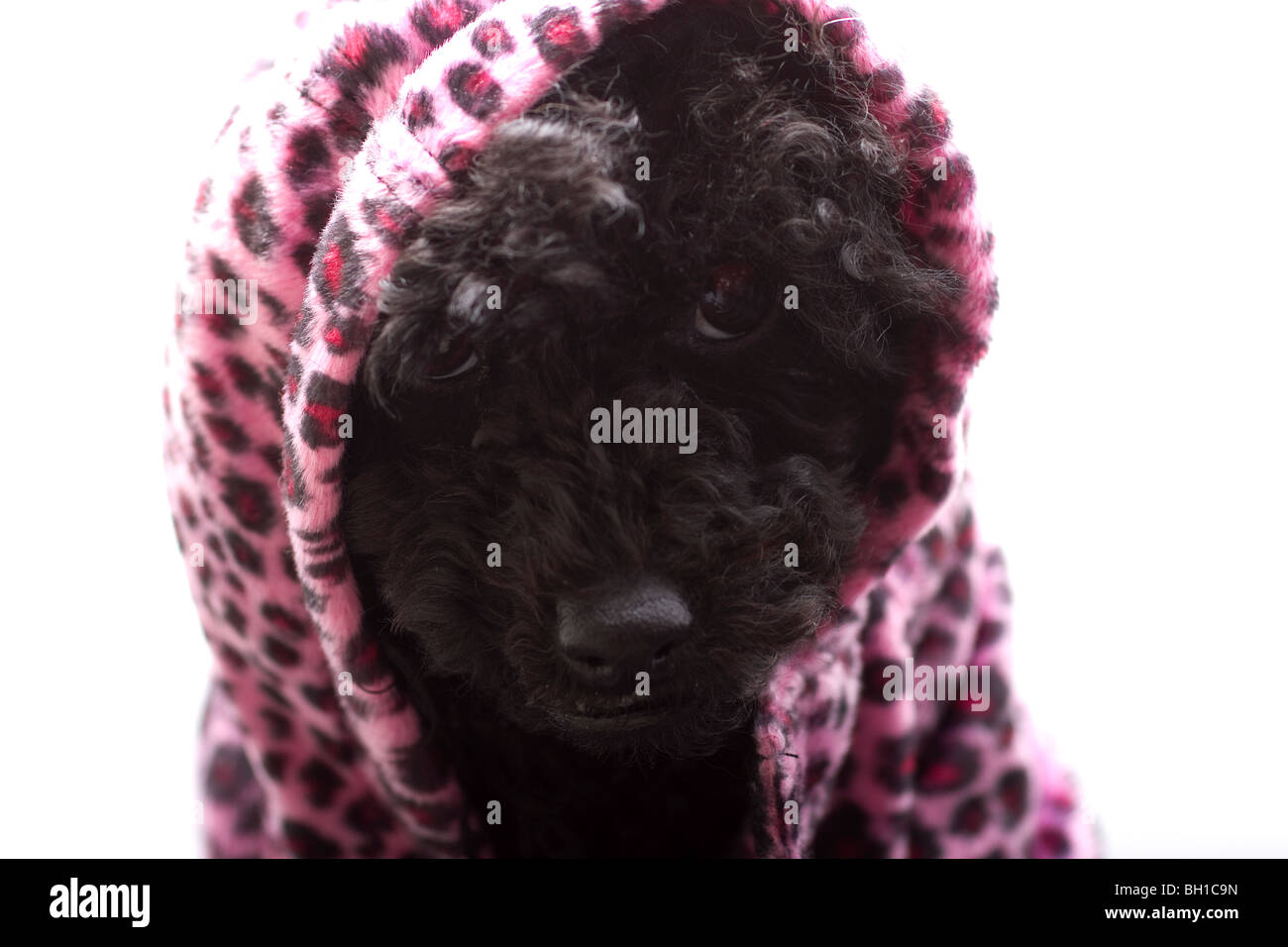 Poodle in Leopard Print Stock Photo - Alamy