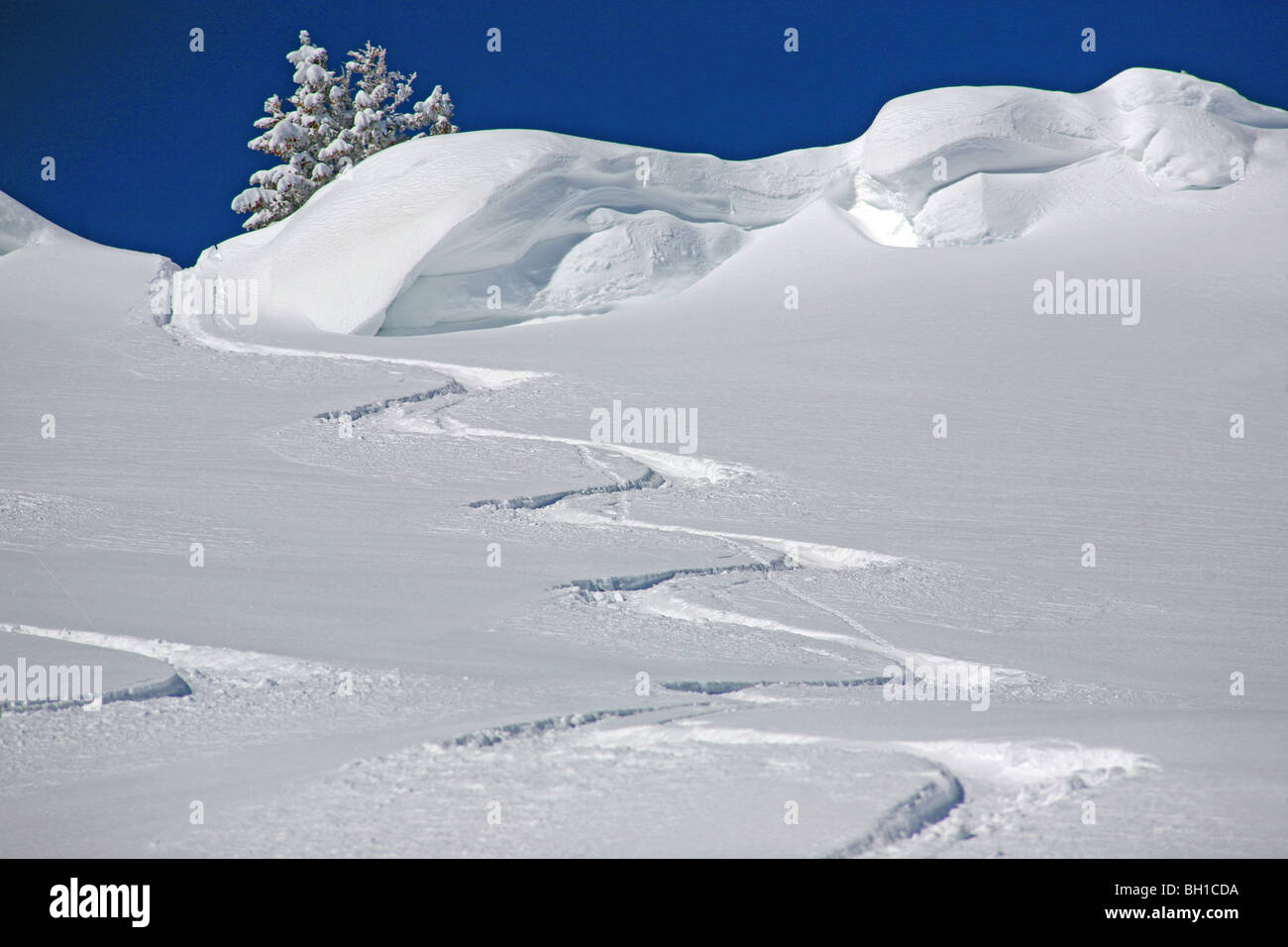 A single snowboard line in fresh powder. Brighton Resort, Salt Lake ...