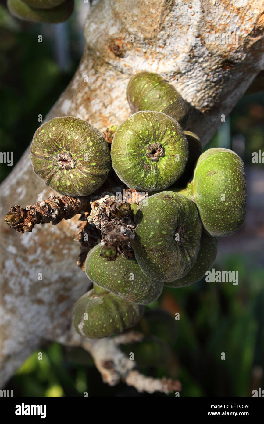 Cluster fig tree hi-res stock photography and images - Alamy