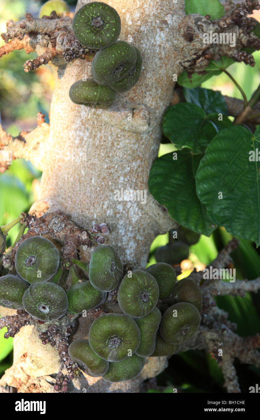 Cluster fig tree hi-res stock photography and images - Alamy