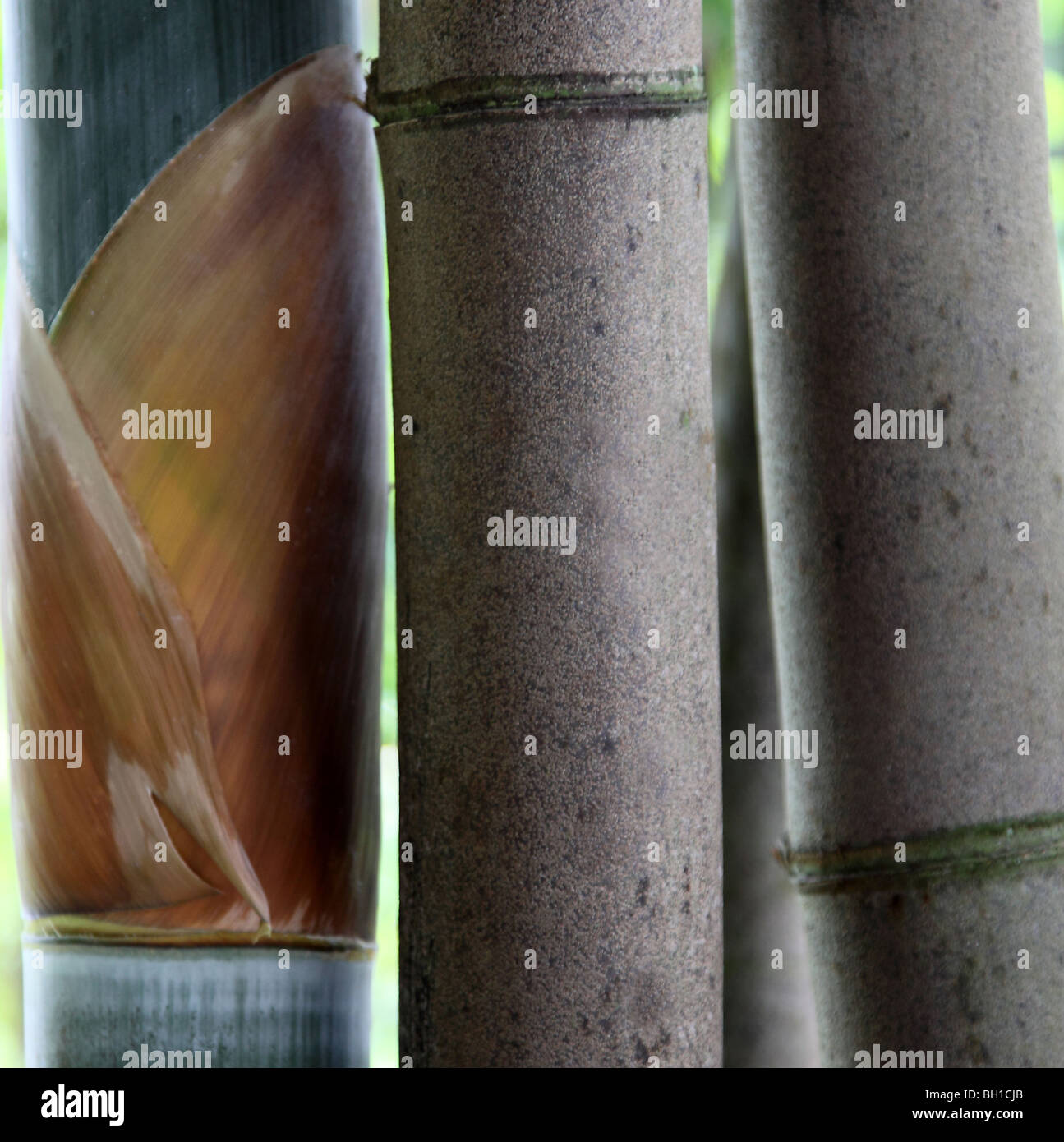 Japanese bamboo stalks hi-res stock photography and images - Alamy