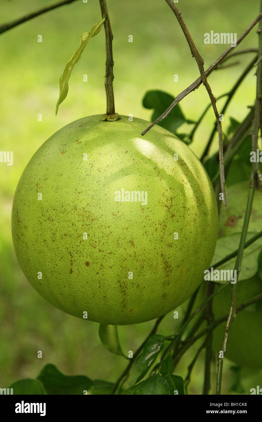 Florida untouched hi-res stock photography and images - Alamy
