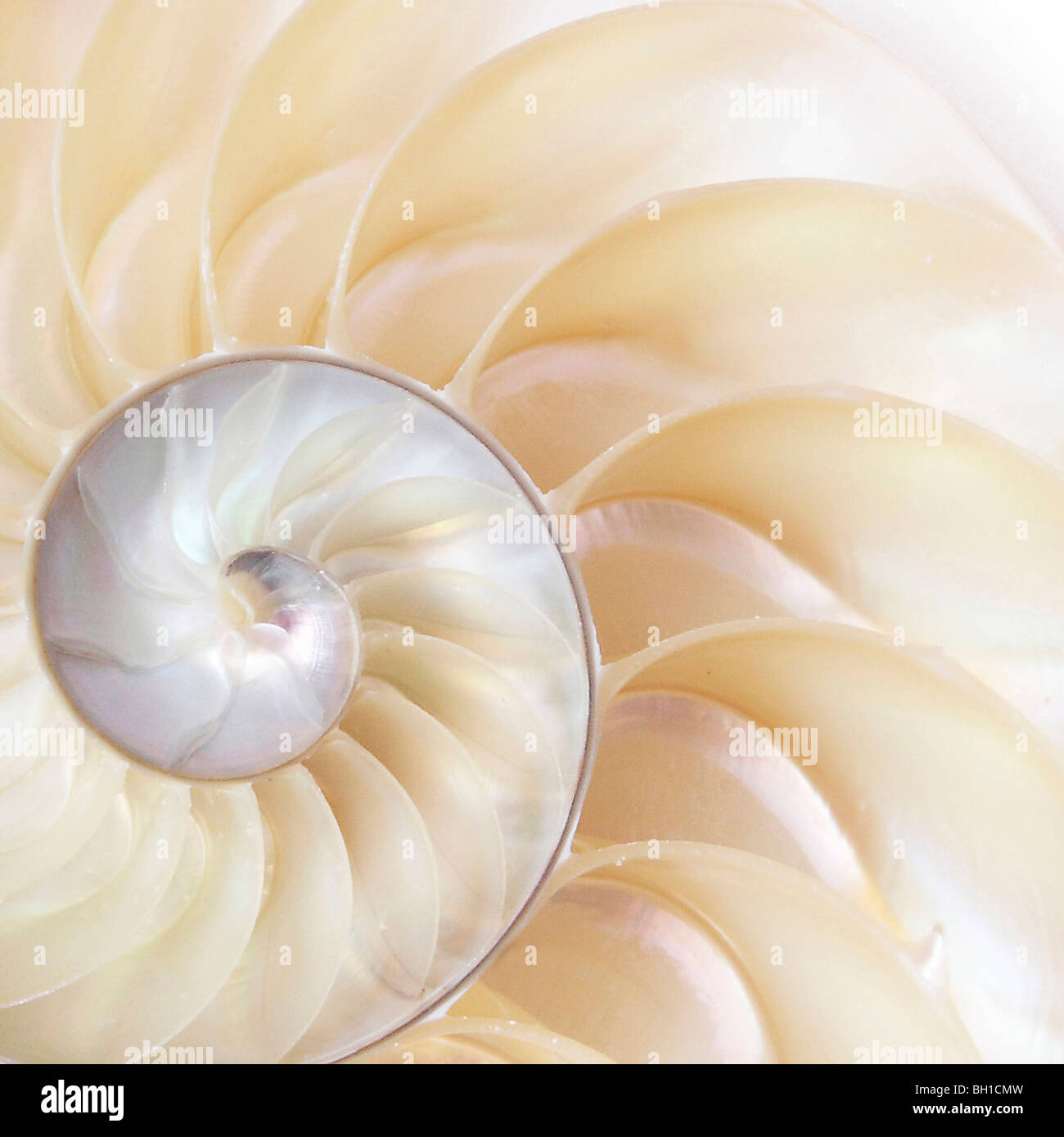 Inside of a Seashell Showing the Inner Ribbing Stock Photo - Alamy