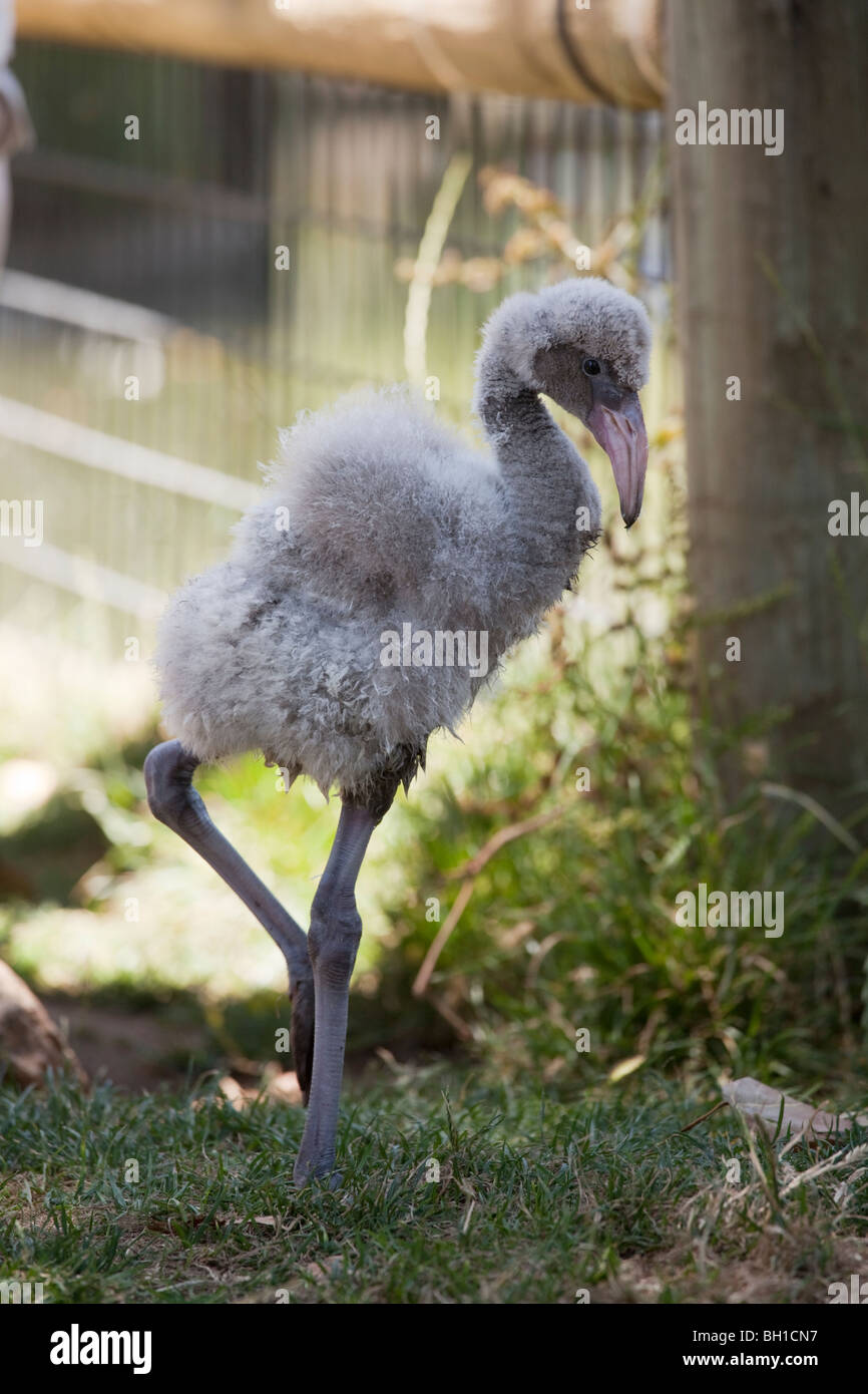 Fledgling flamingo strolls the grounds at Safari West, a wildlife ...