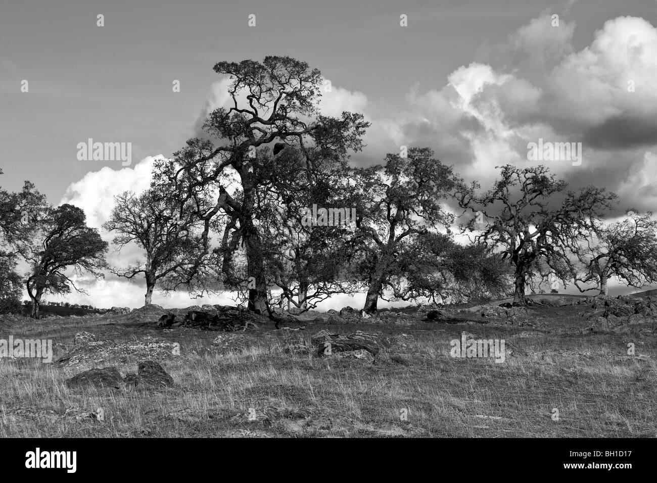 Meadows in spring foothills hi-res stock photography and images - Alamy