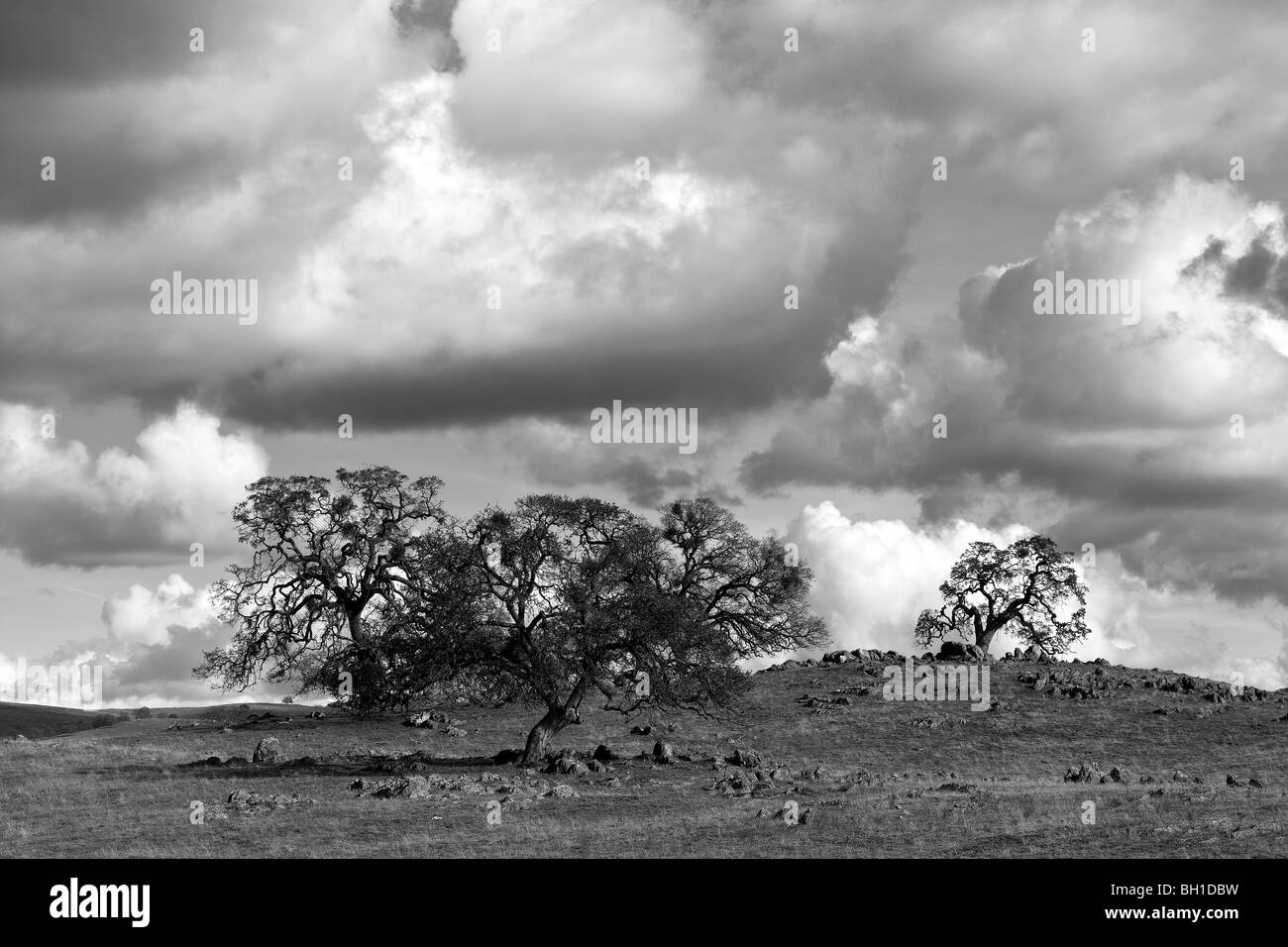 Mountain hillside trees on Black and White Stock Photos & Images - Alamy
