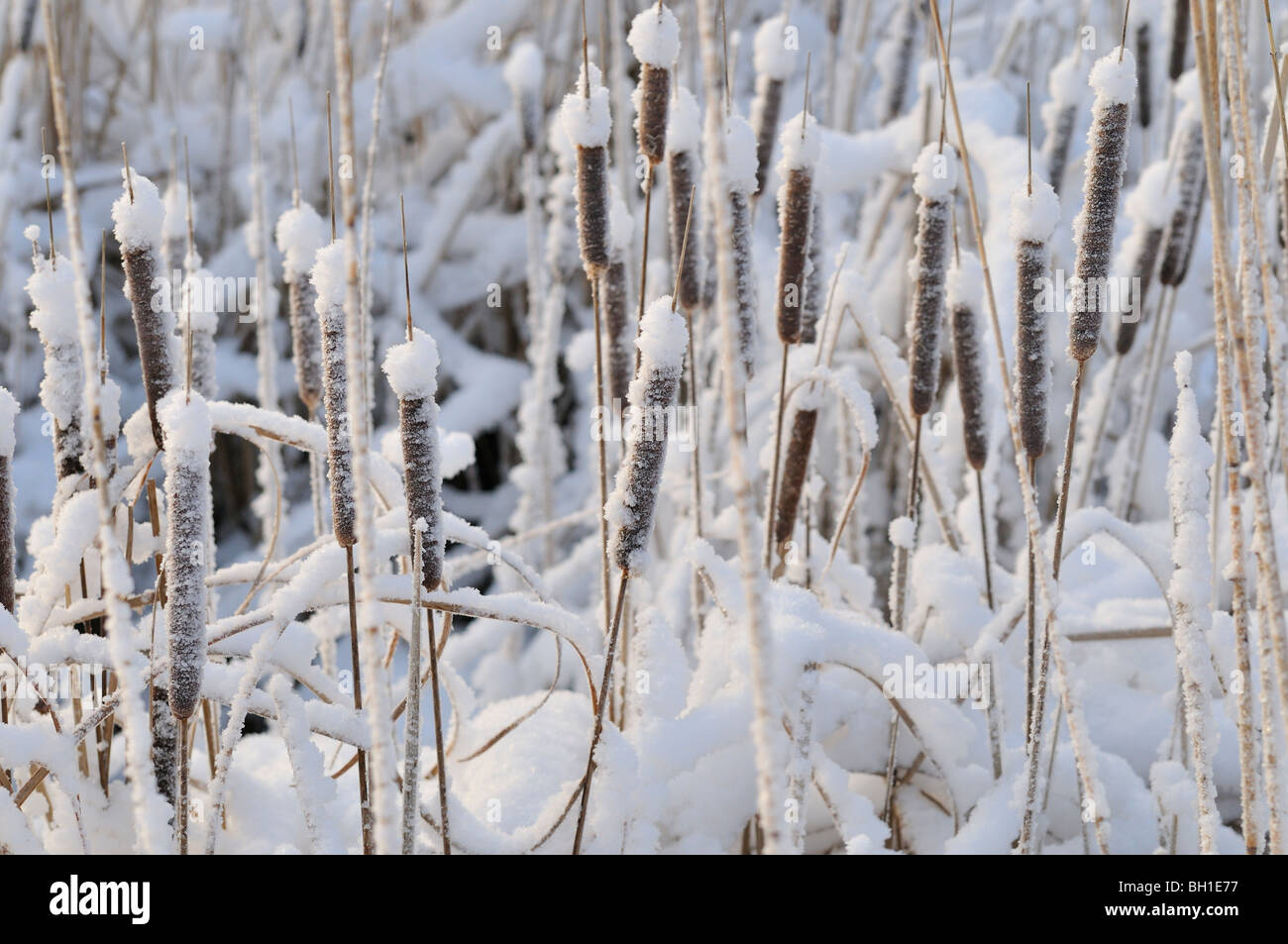 Reed ice snow in hi-res stock photography and images - Alamy