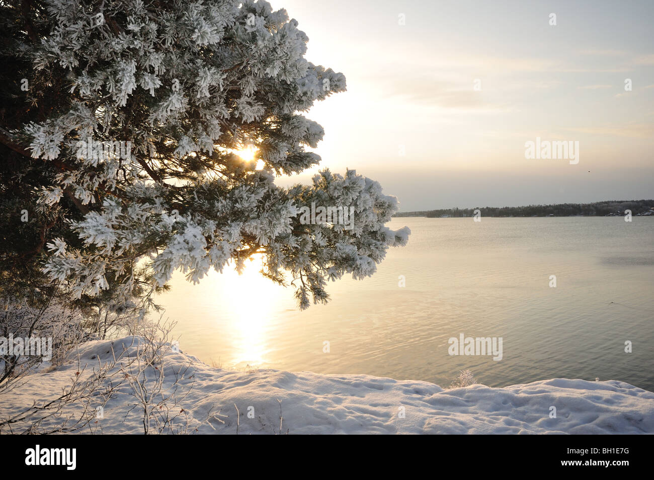Back-lit tree a winter afternoon by a big lake Stock Photo - Alamy
