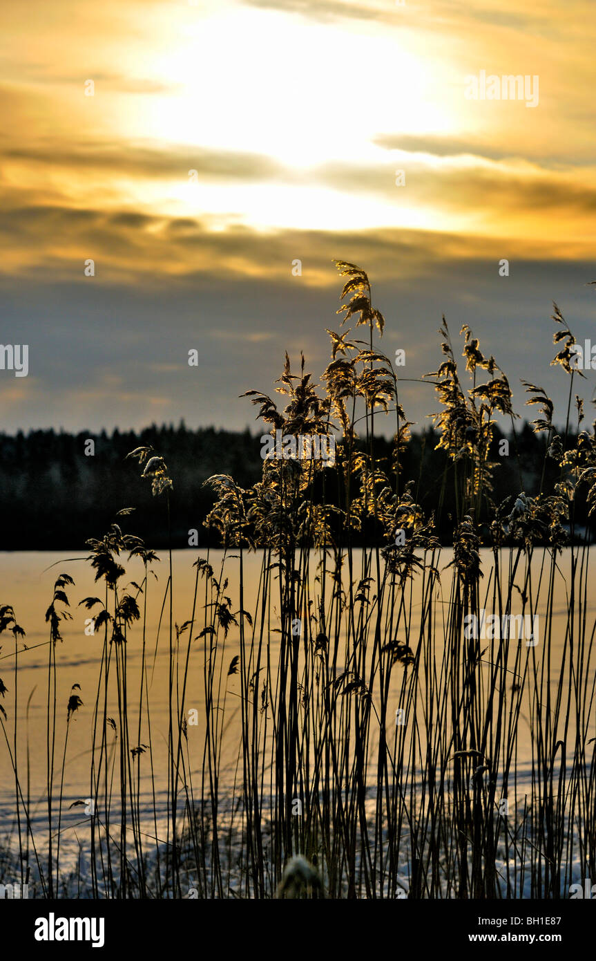 Reed in the sunset in front of a lake Stock Photo - Alamy