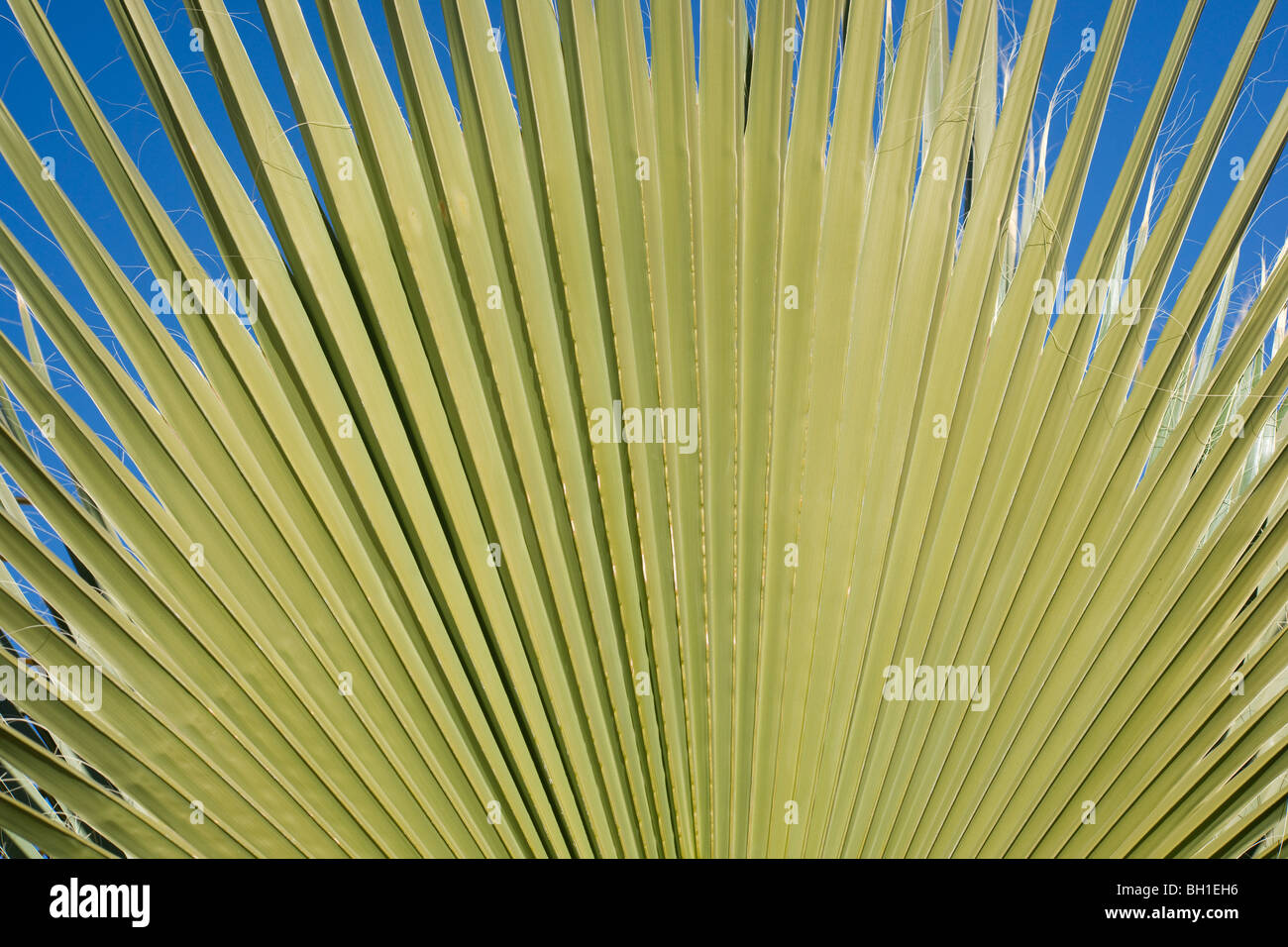 Palm fronds of a fan palm against blue sky Stock Photo - Alamy