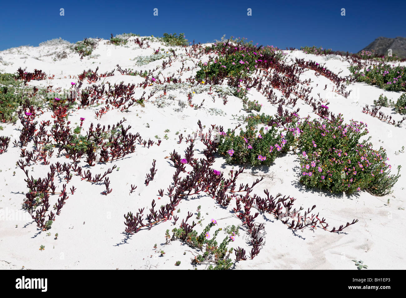 Carpobrotus deliciosus sour fig perdevy ghaukum ghounavy purple flower ...