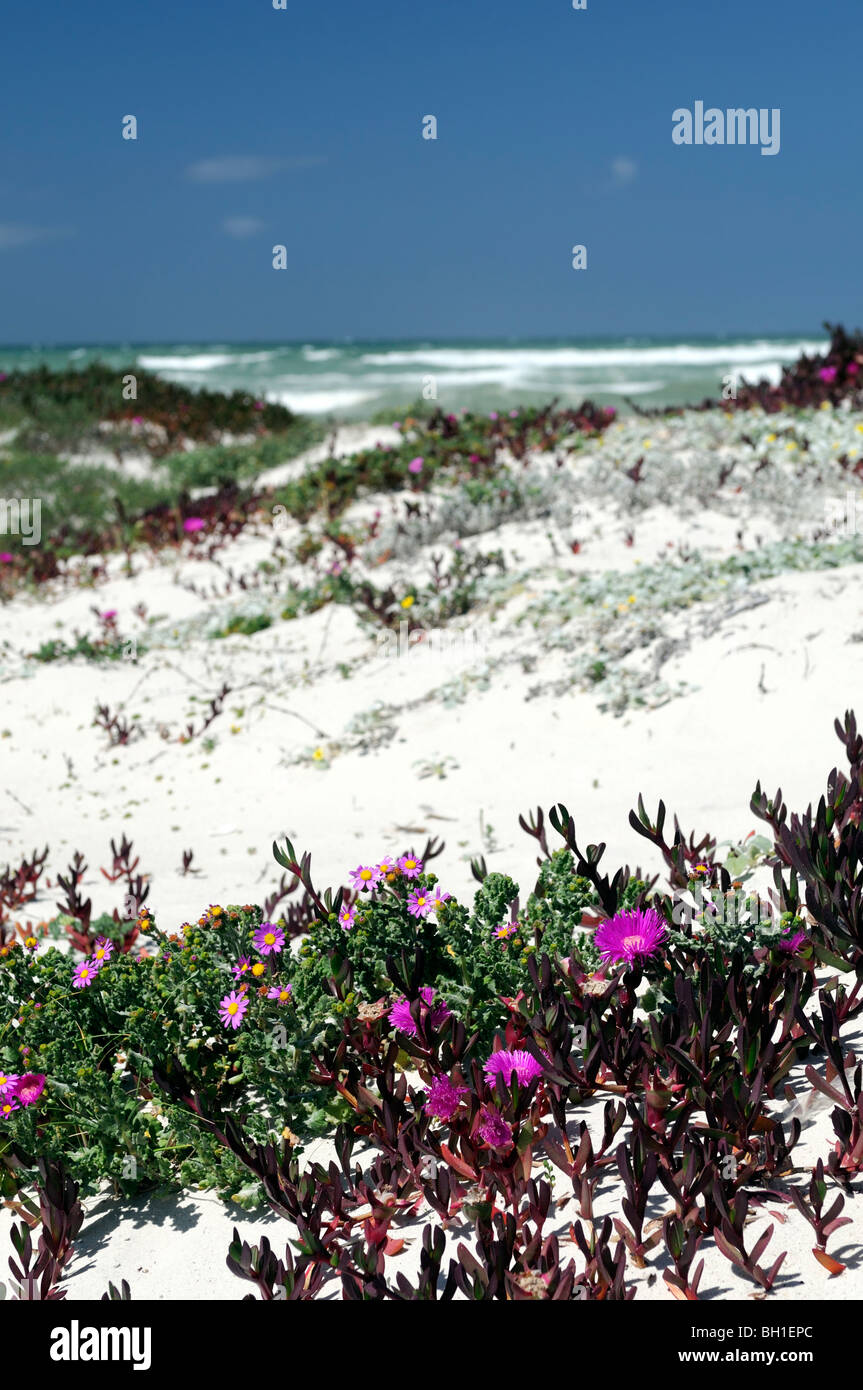 Carpobrotus deliciosus sour fig perdevy ghaukum ghounavy purple flower ...