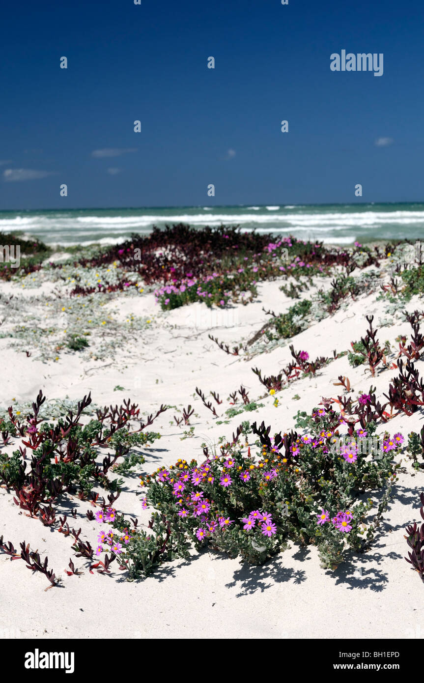 Carpobrotus deliciosus sour fig perdevy ghaukum ghounavy purple flower ...