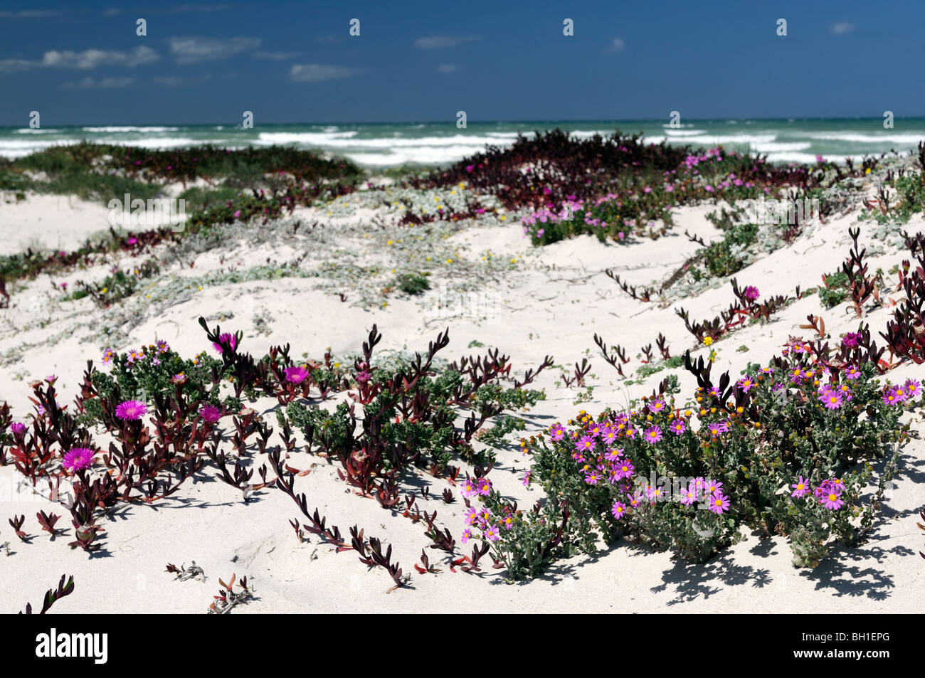 Carpobrotus deliciosus sour fig perdevy ghaukum ghounavy purple flower ...