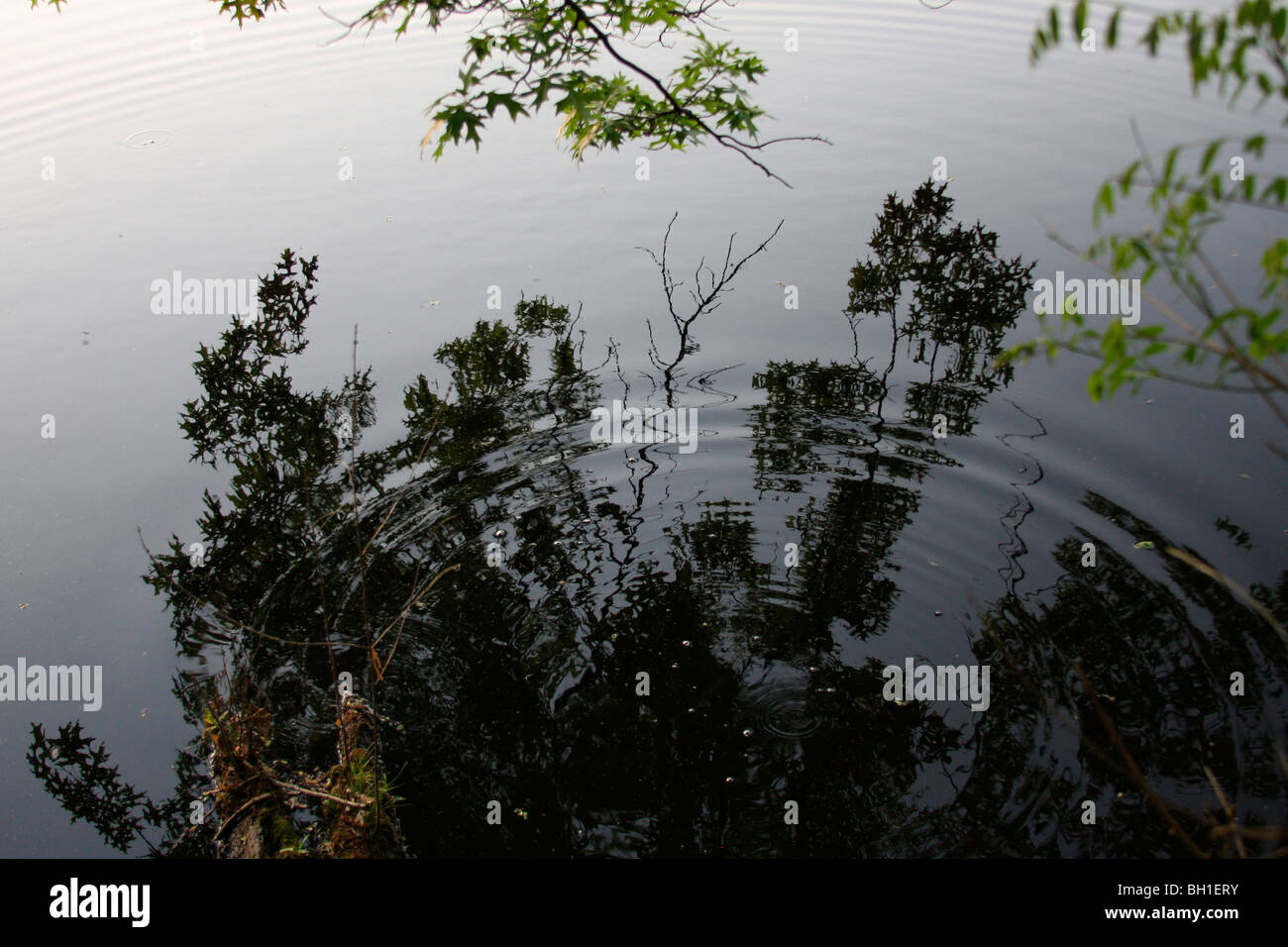 Ripples on a pond with reflected overhanging trees Stock Photo - Alamy