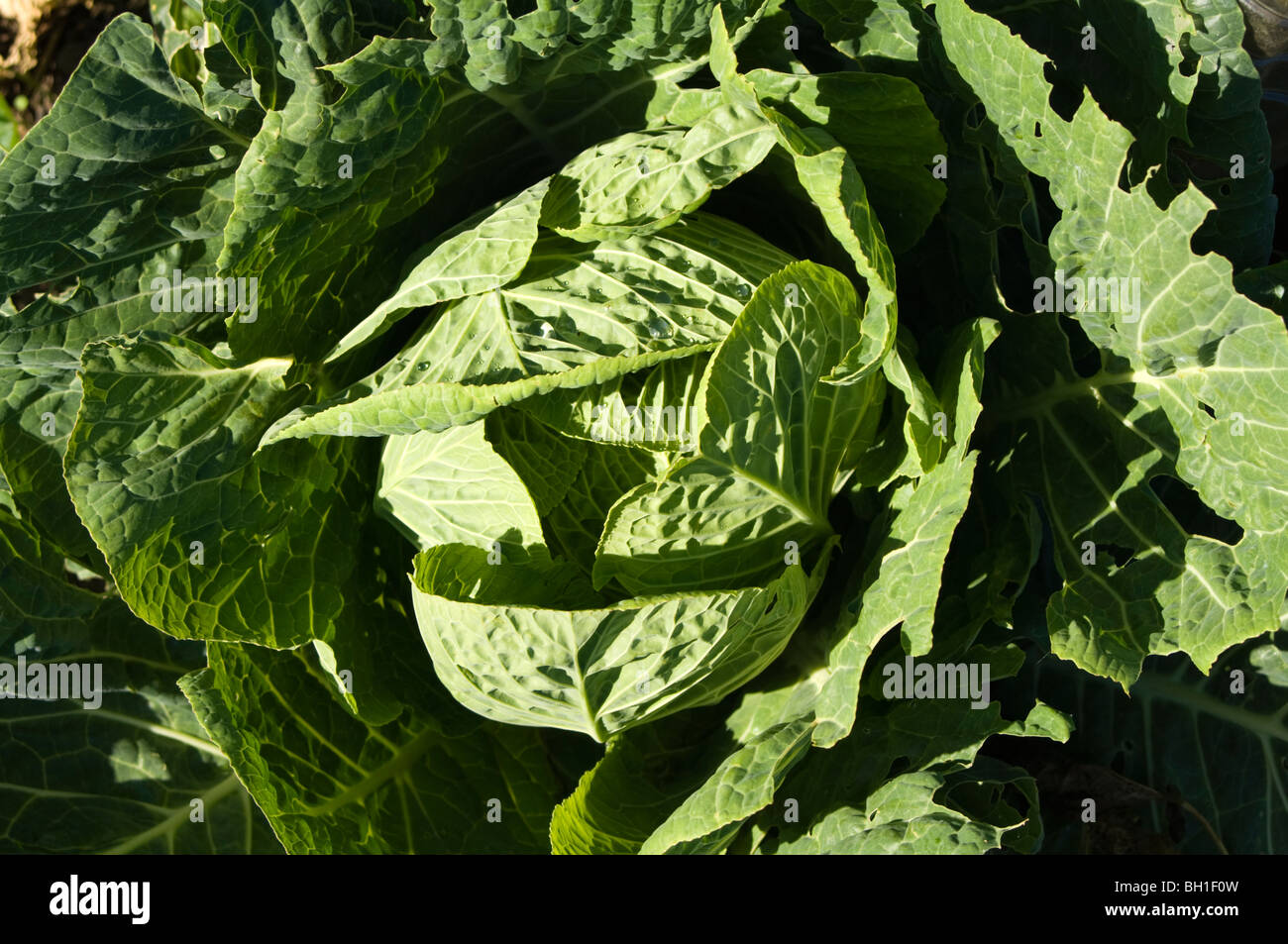 Round Cabbage (Brassica oleracea var. capitata) growing on an allotment ...
