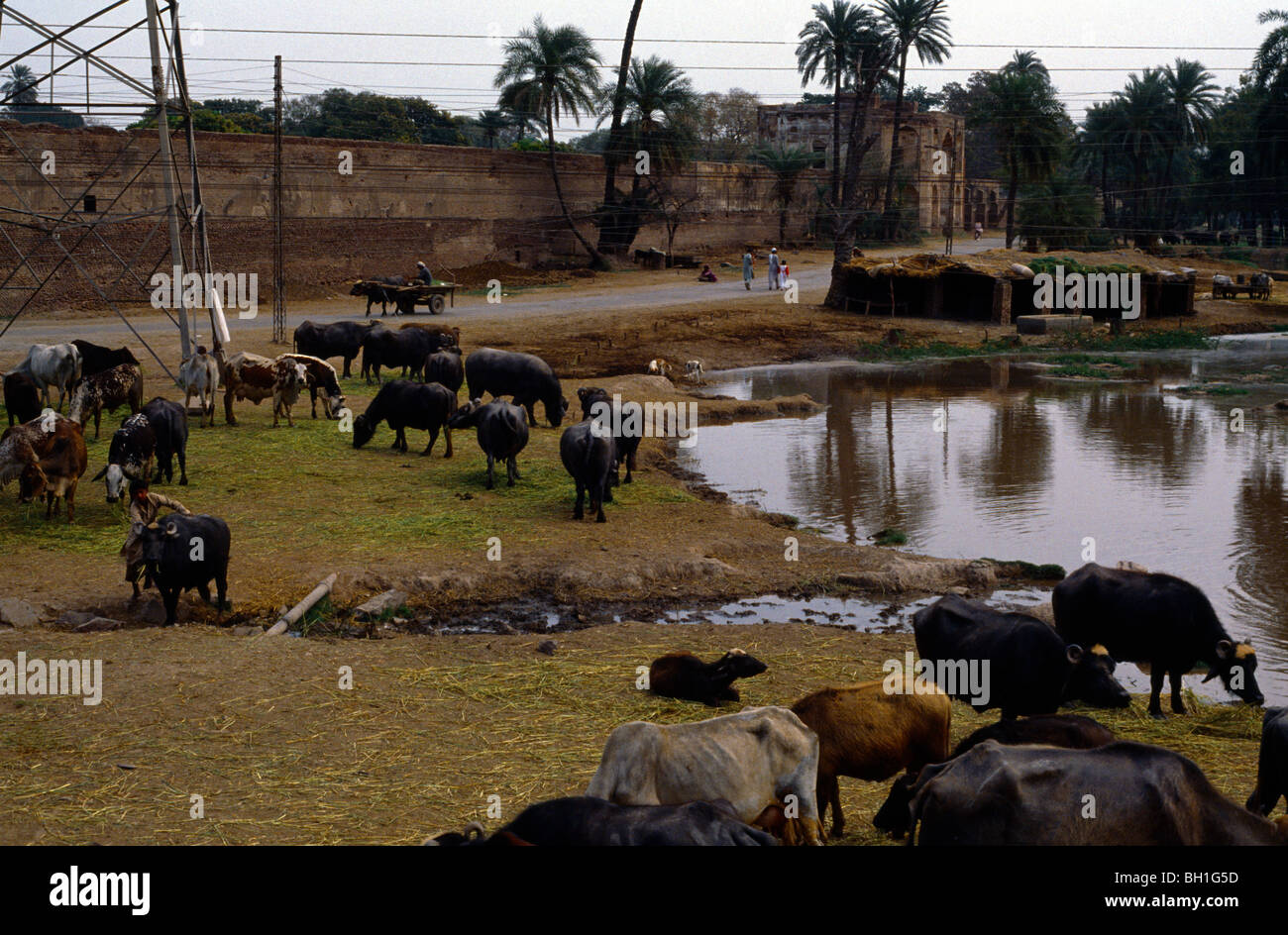 Pakistan Cattle At Water Stock Photo - Alamy