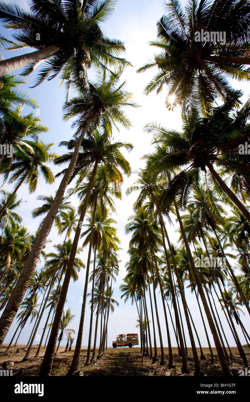 School bus blue sky palm tree hi-res stock photography and images - Alamy