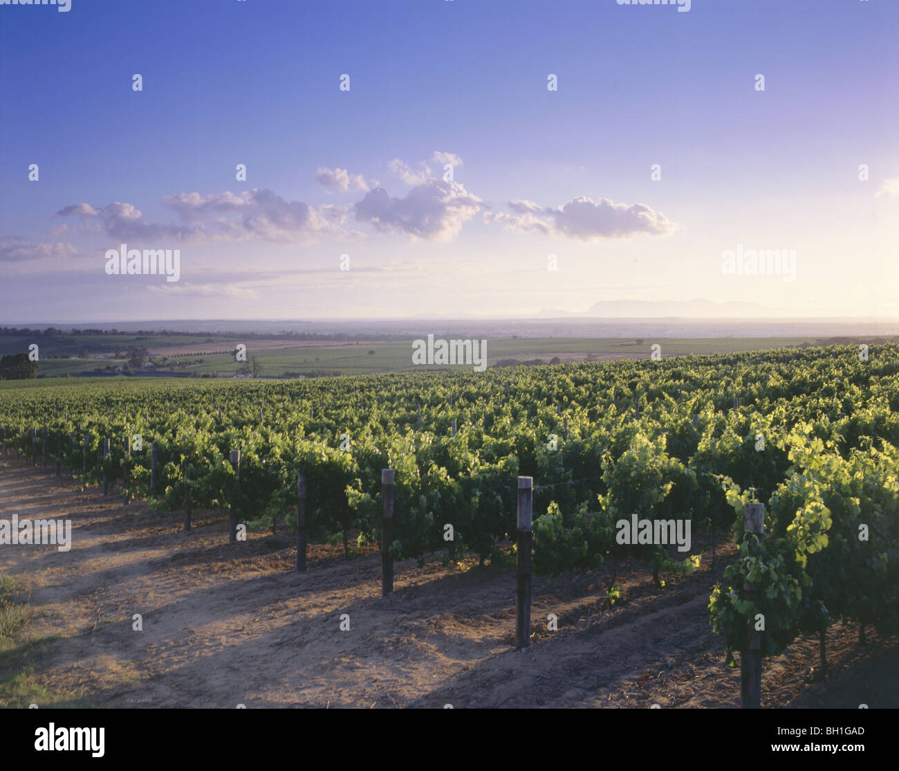 Vineyards around Stellenbosch, Western Cape, South Africa, Africa Stock ...