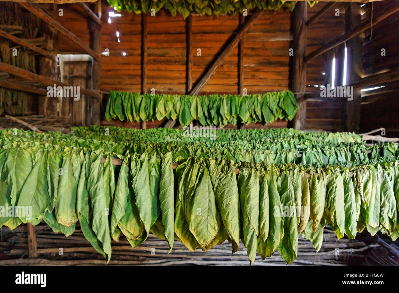 Tobacco leaves drying, Alejandro Robaina Tobacco Farm, Pinar del Rio ...