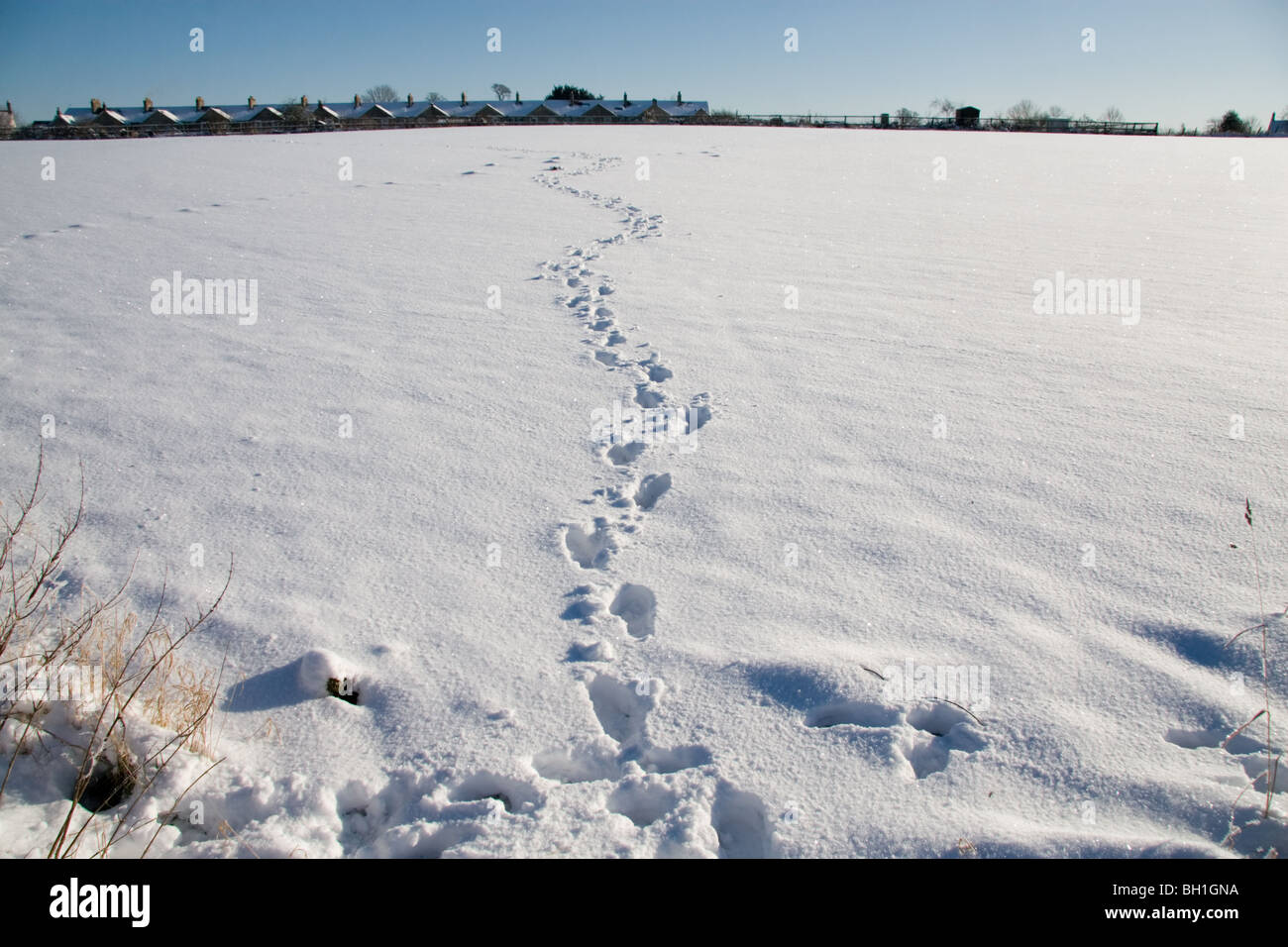 footprints across a snowy field: January 2010 Stock Photo - Alamy