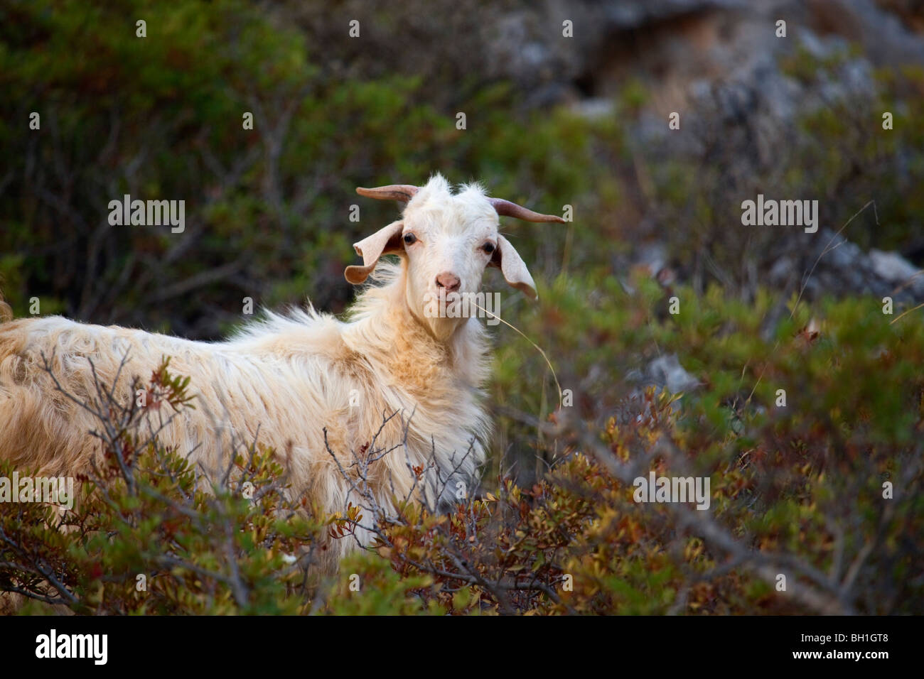 A goat standing amidst bushes, Turkey, Europe Stock Photo - Alamy