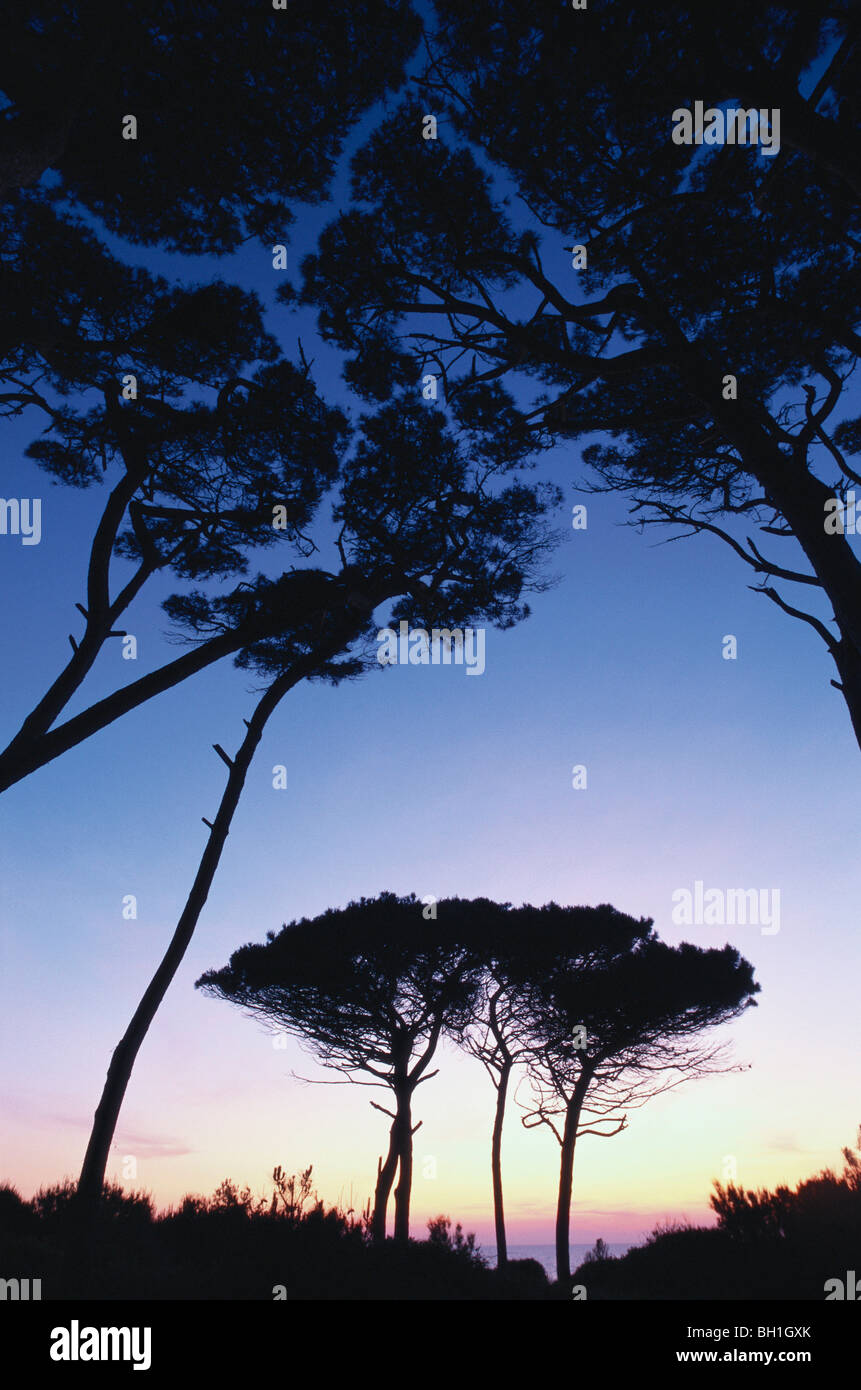Pine trees at beach, Populonia, Tuscany, Italy Stock Photo - Alamy