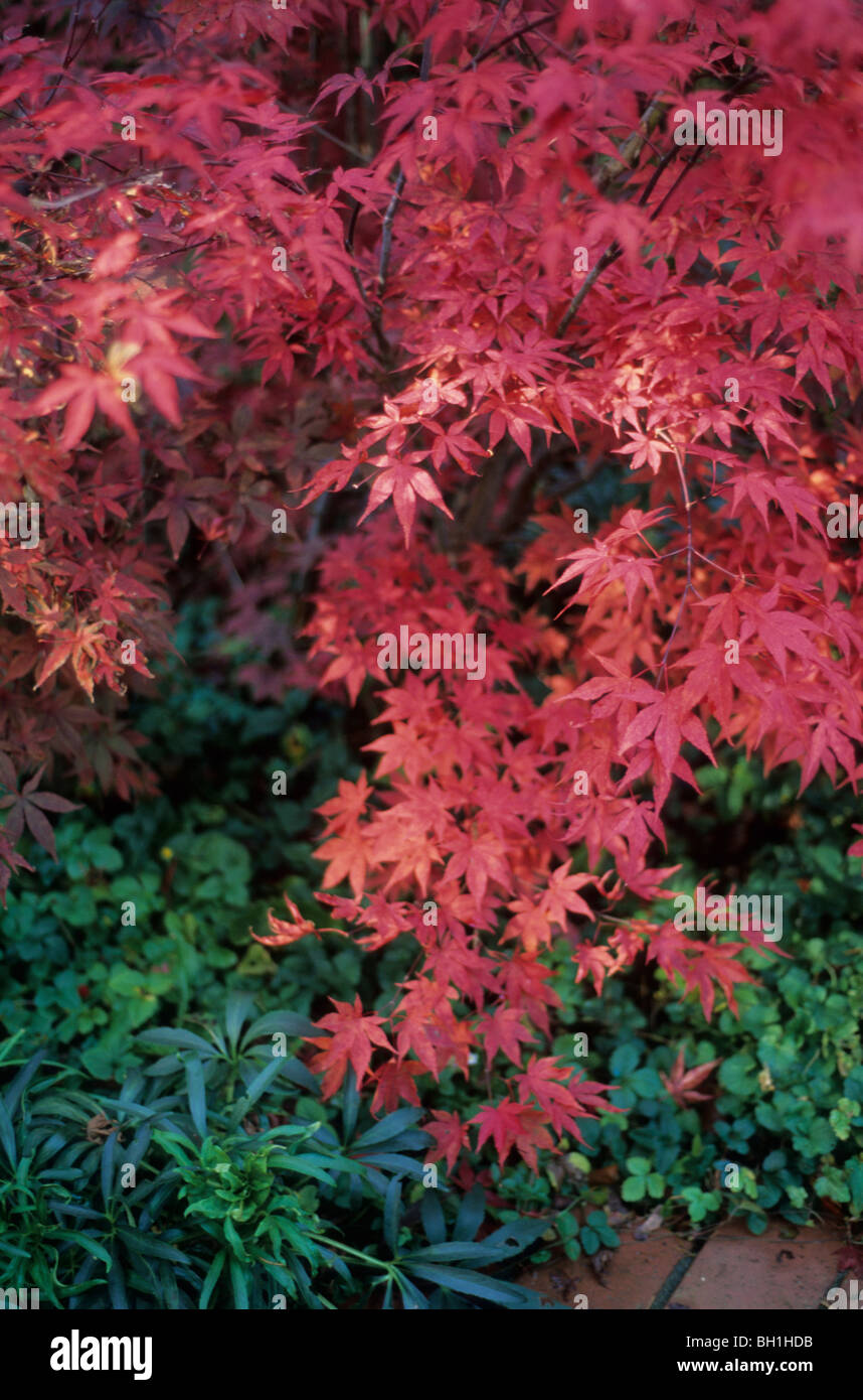 Red maple tree leaves, Germany Stock Photo - Alamy