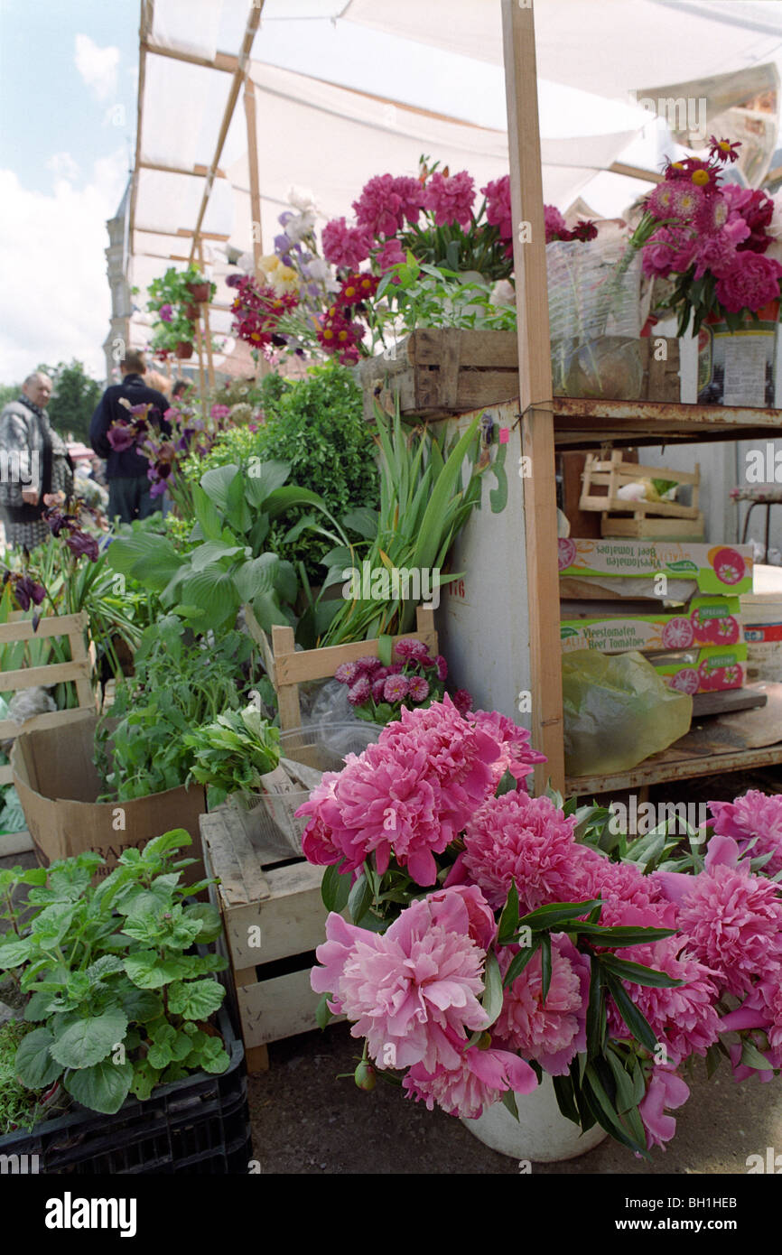 Bunch of peonies at market stall, Vilnius, Lithuania Stock Photo - Alamy