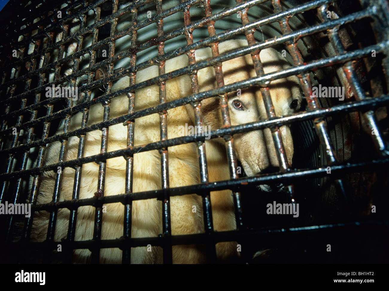 Bears Trap High Resolution Stock Photography and Images - Alamy