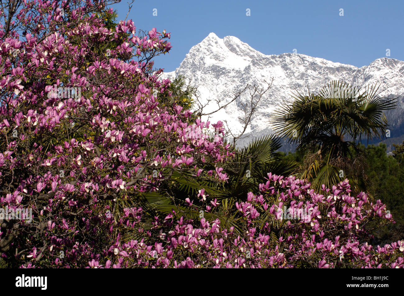 Magnolia flowers in italy hi-res stock photography and images - Alamy