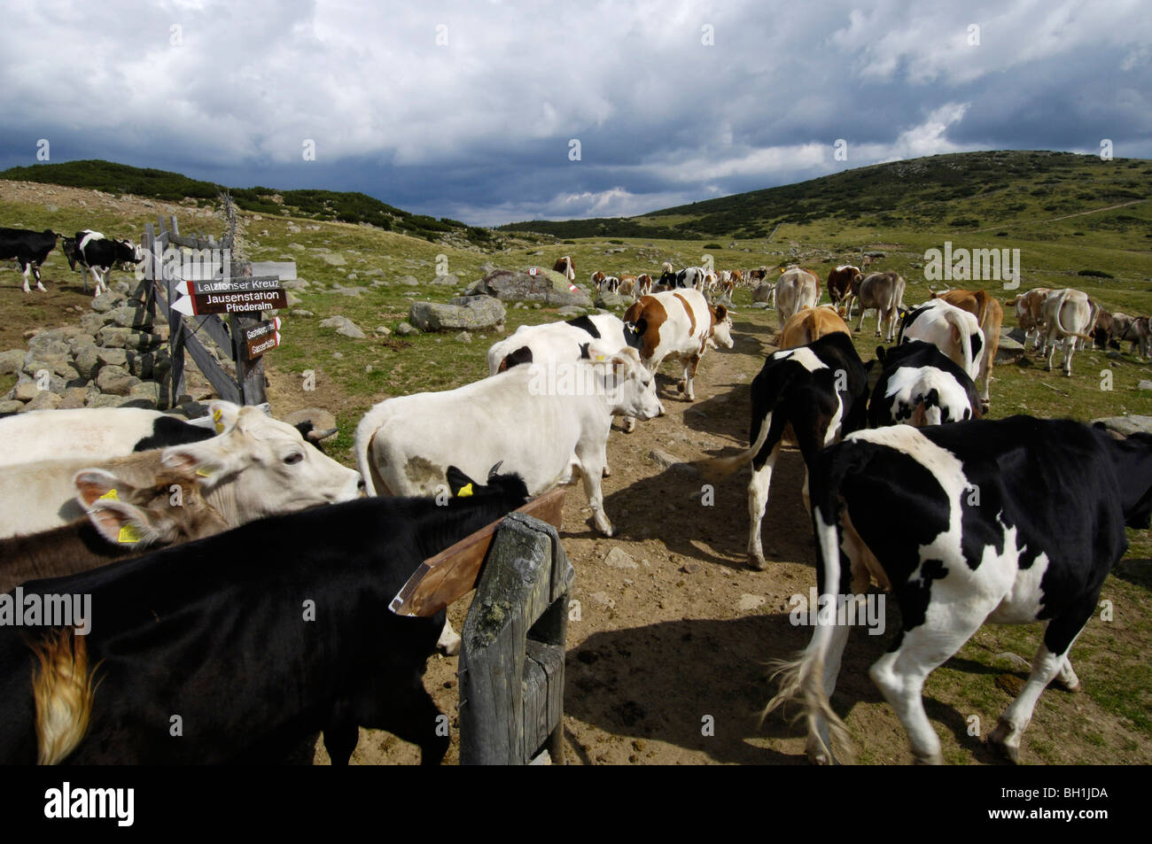 Livestock in italy hi-res stock photography and images - Alamy