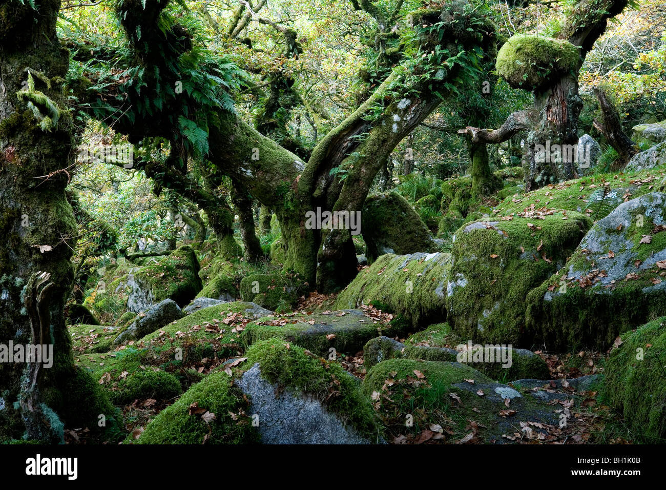 Europe, England, Devon, oak forest Wistman`s Wood in the Dartmoor near ...