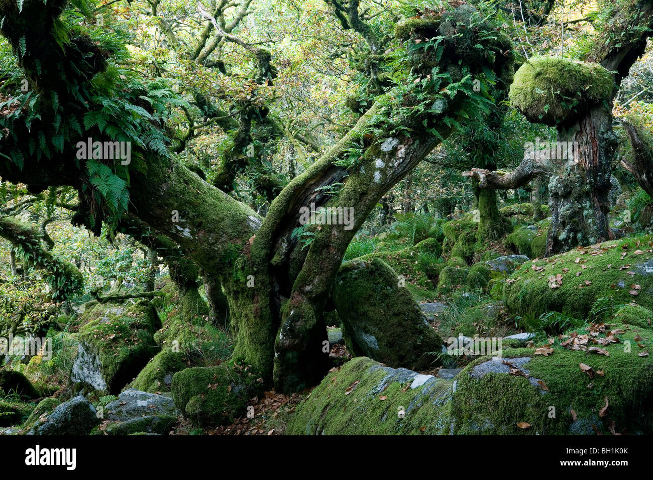 Europe, England, Devon, oak forest Wistman`s Wood in the Dartmoor near ...