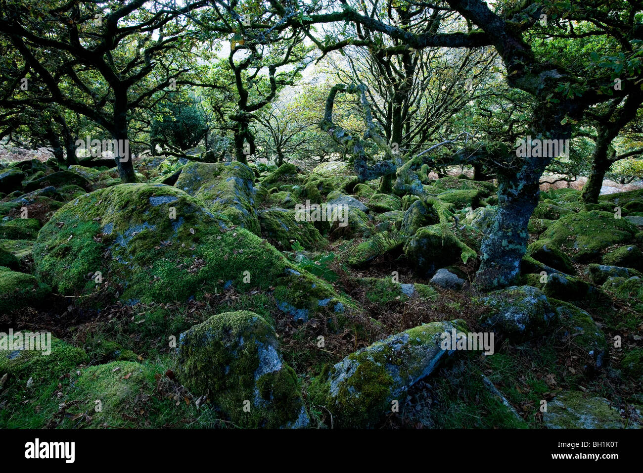 Europe, England, Devon, oak forest Wistman`s Wood in the Dartmoor near ...