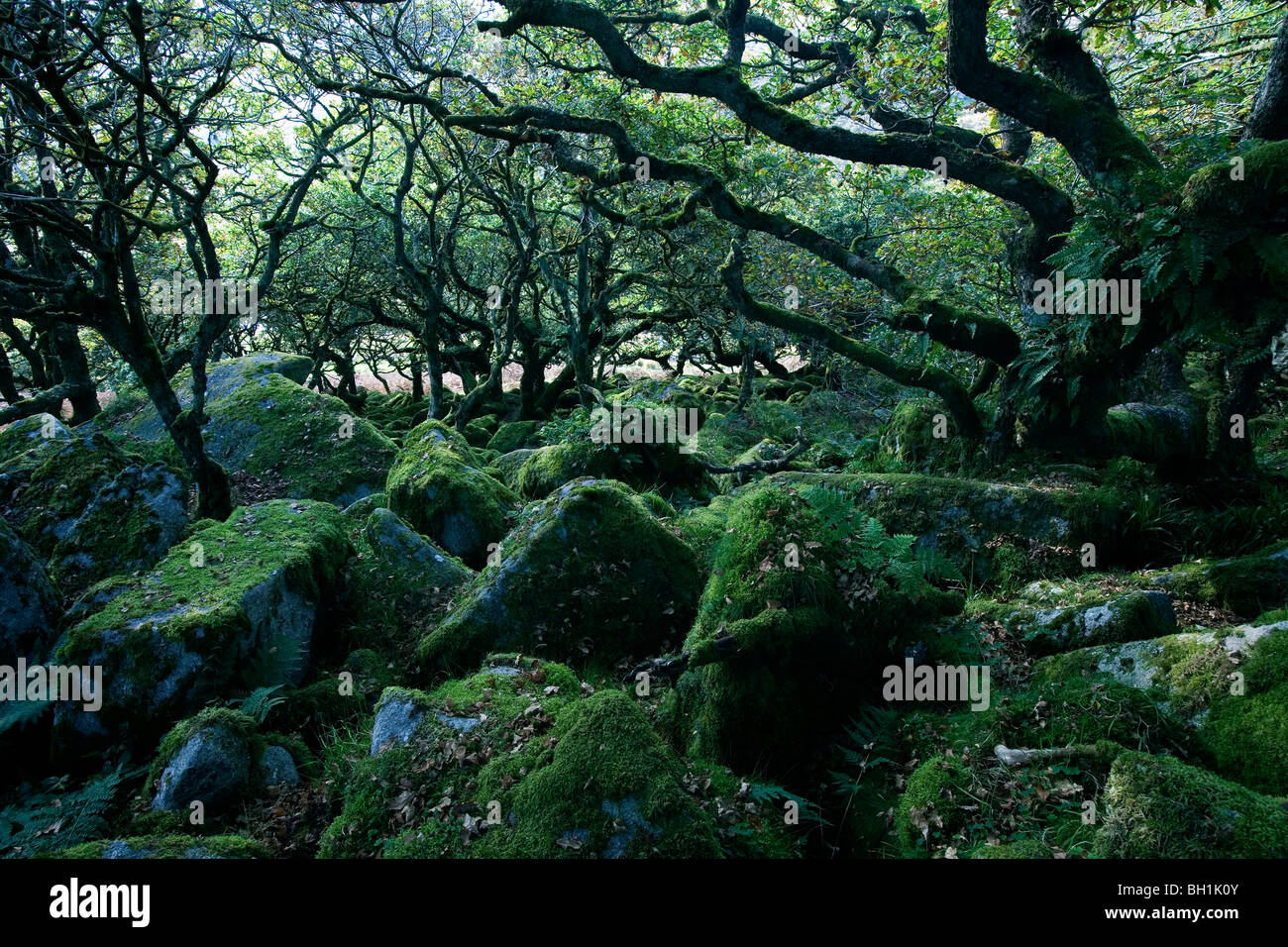 Europe, England, Devon, oak forest Wistman`s Wood in the Dartmoor near ...
