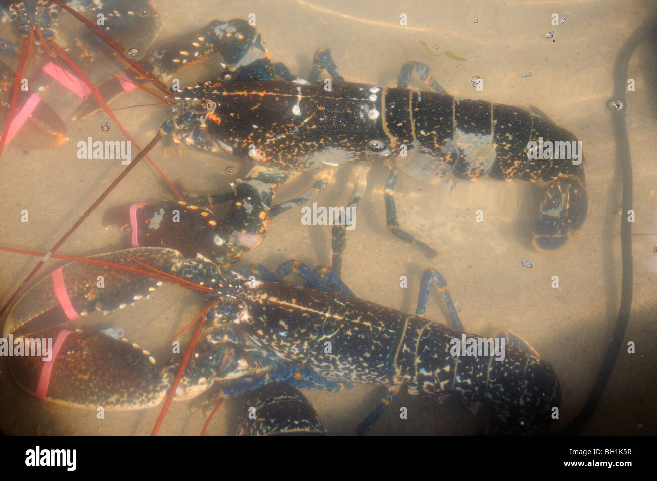Lobster tank uk hi-res stock photography and images - Alamy