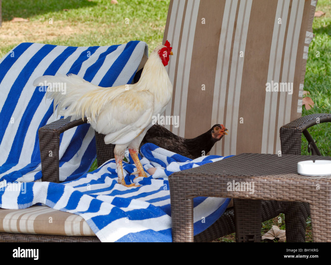 A hen has laid an egg on a beach chair while the occupants are away ...